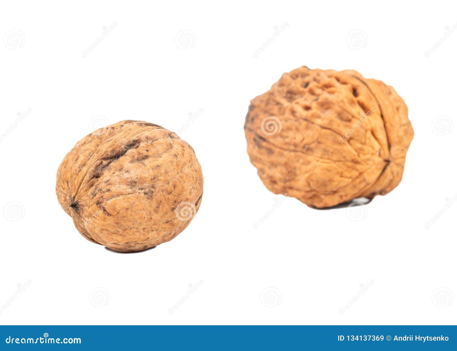 Large and small walnut stock image. Image of isolated - 134137369