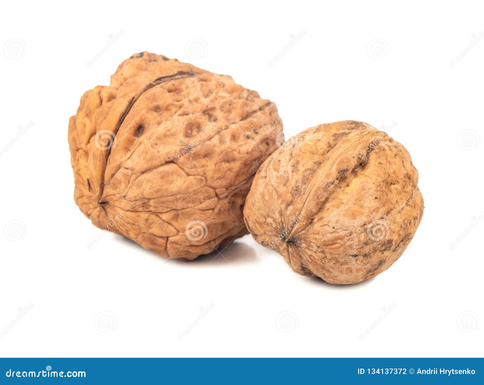 Large and small walnut stock photo. Image of nature - 134137372