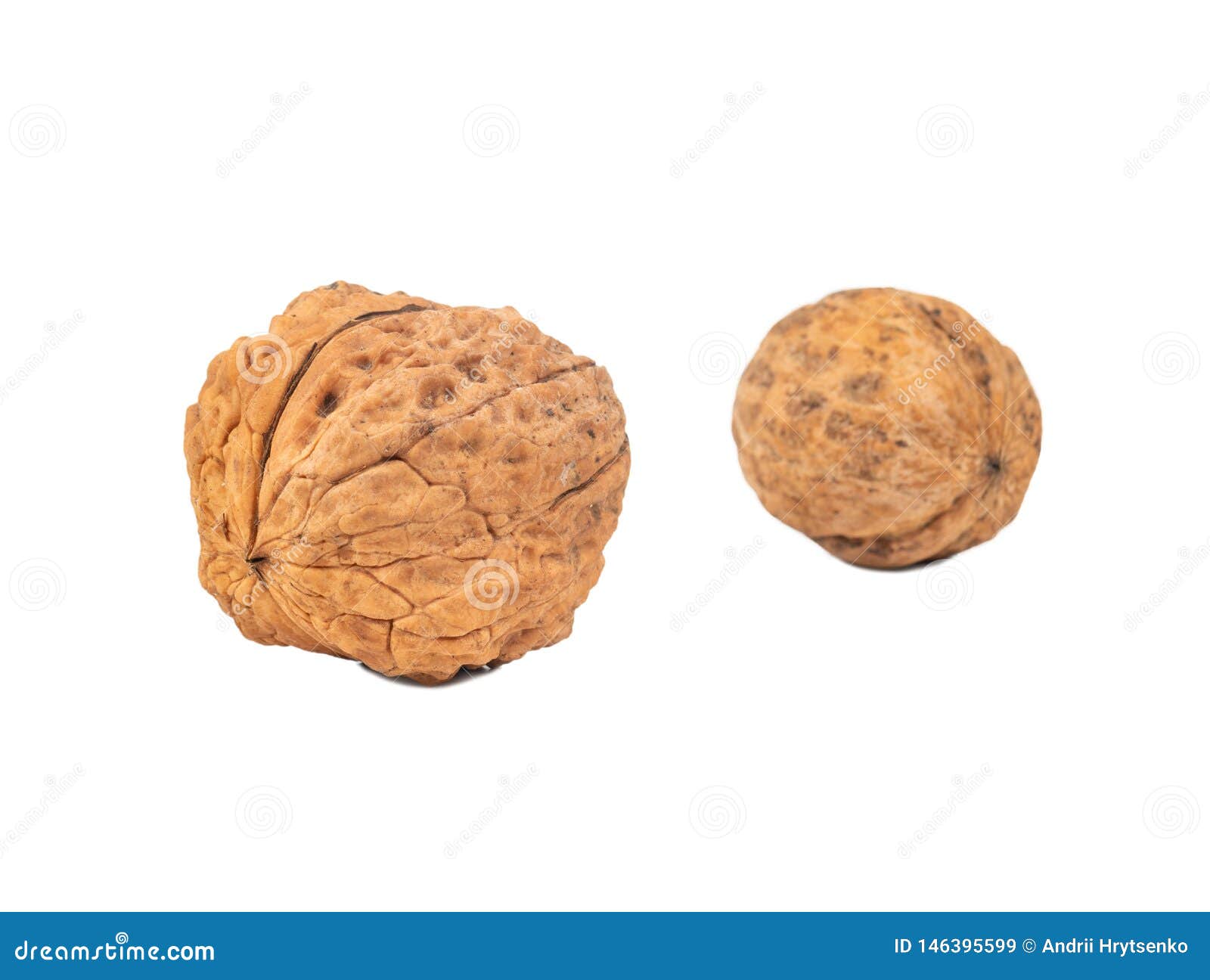 Large and small walnut stock image. Image of healthy - 146395599