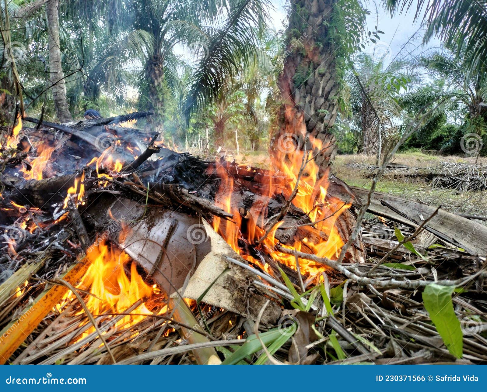 Large Smoky Bonfire on the Palm Garden Stock Photo - Image of ...
