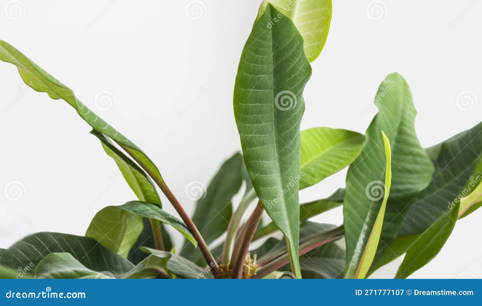Large Smooth Green Leaf of Rubber Fig, Ficus Benjamina, Ficus Elastica ...