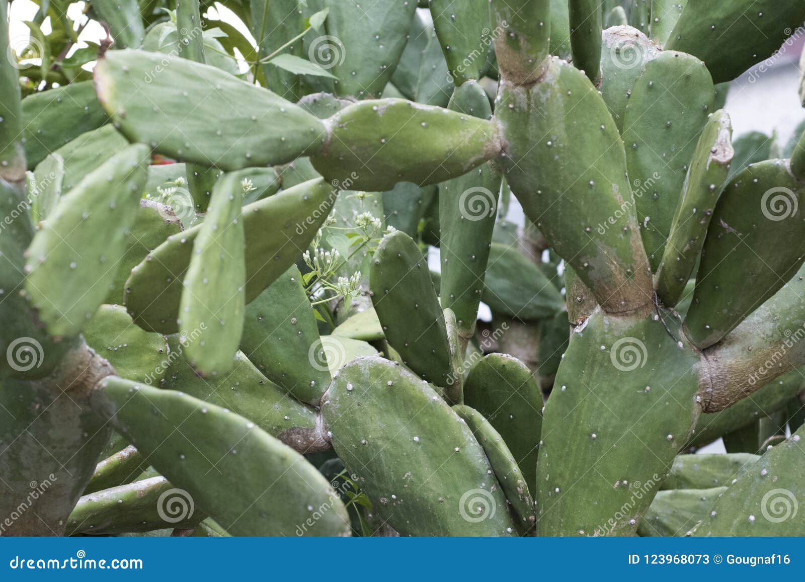 Large Green Spikeless Cactus Stock Image - Image of brown, plant: 123968073