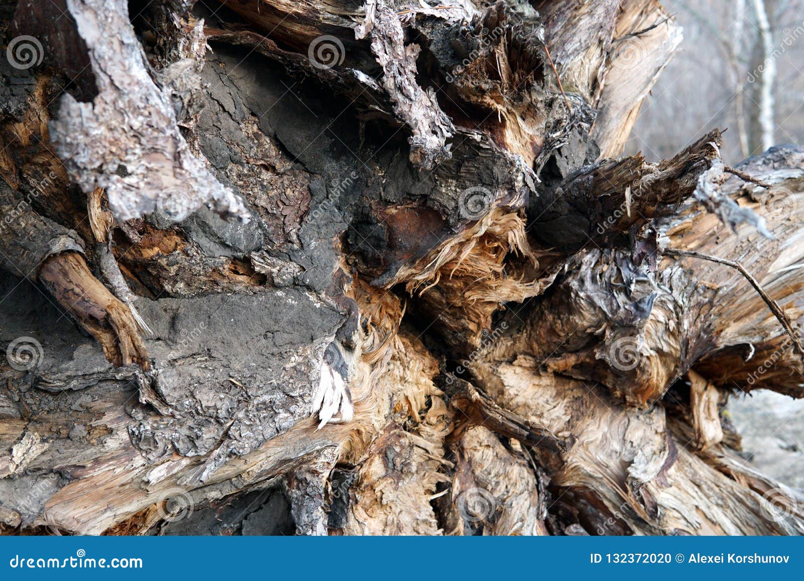 A Large Snag in the Depths of the Forest Stock Photo - Image of fallen ...