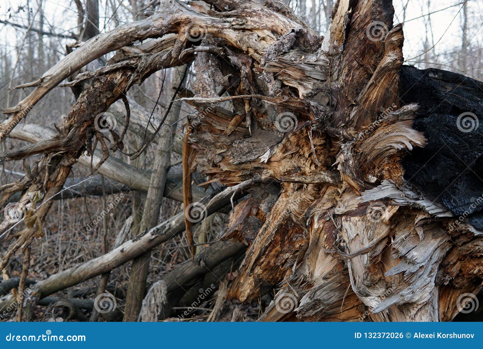 A Large Snag in the Depths of the Forest Stock Photo - Image of growth ...