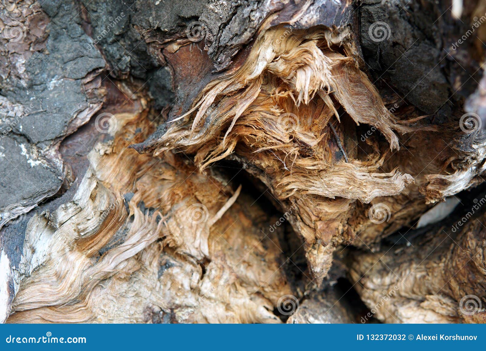 A Large Snag in the Depths of the Forest Stock Photo - Image of foliage ...