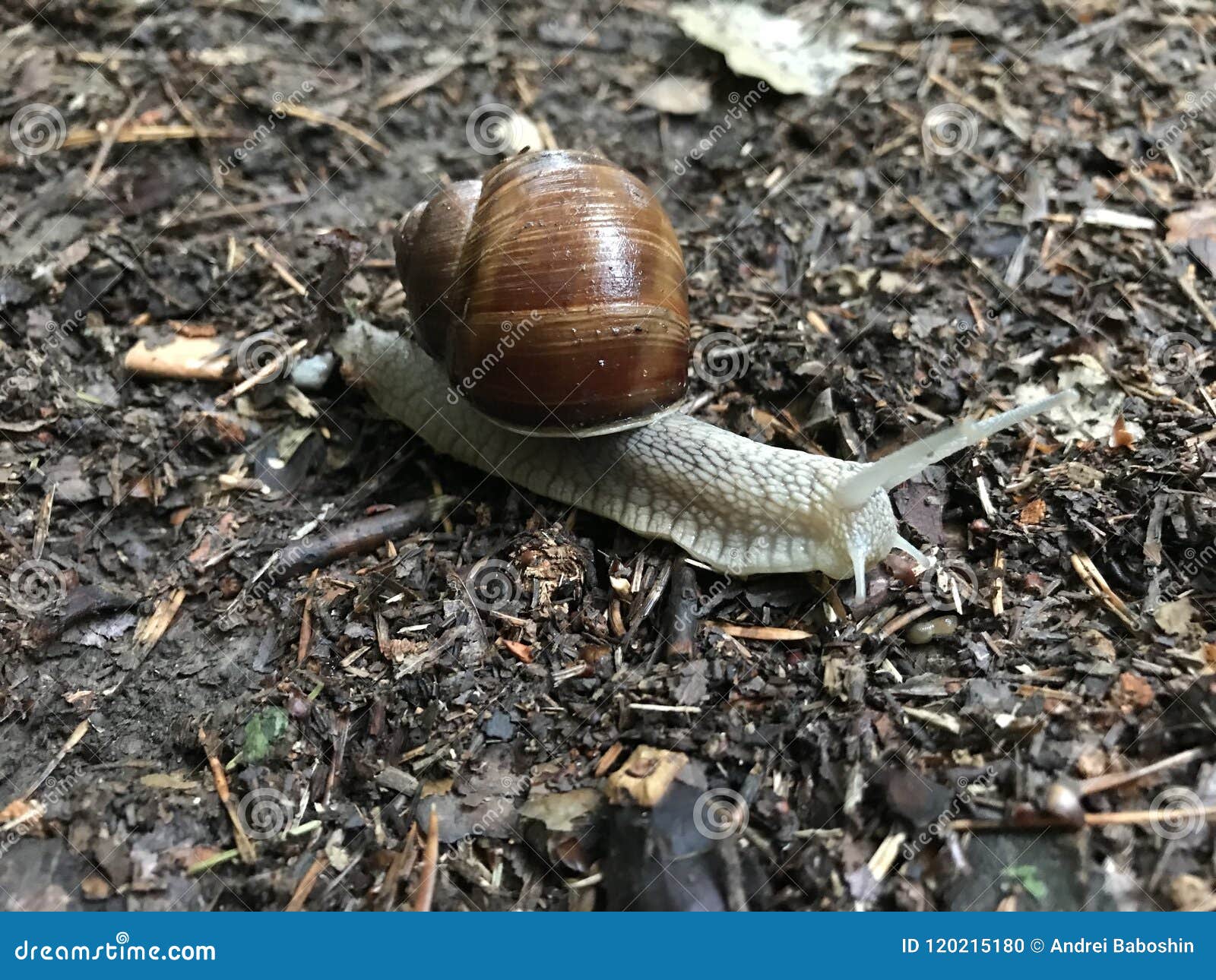 Large snail stock photo. Image of shell, brown, large - 120215180