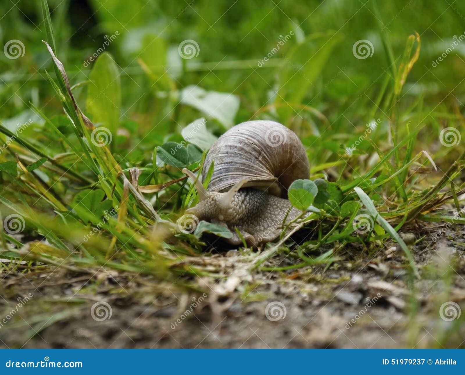 Large Snail Crawling in the Grass Stock Image - Image of crawl, large ...