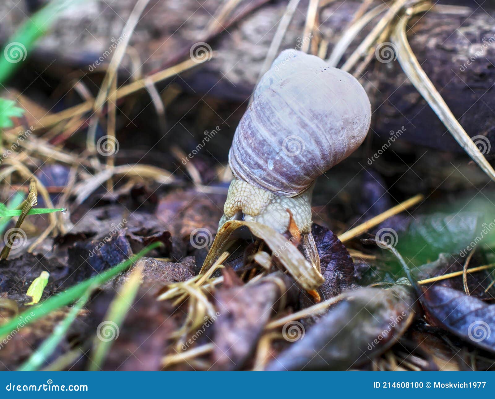 Large Snail in the Grass in Spring Stock Photo - Image of nature, macro ...