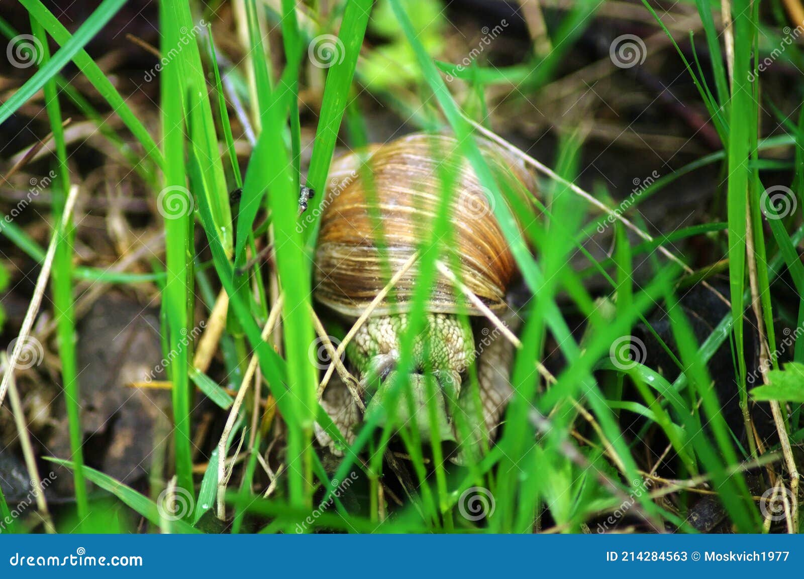 Large Snail in the Grass in Spring Stock Image - Image of white, eyes ...