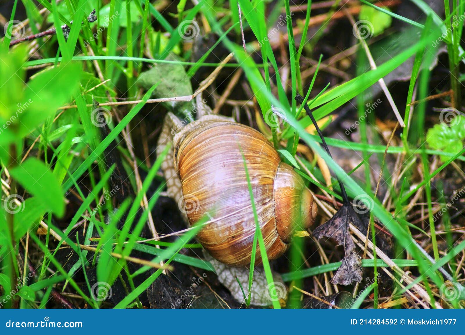 Large Snail in the Grass in Spring Stock Photo - Image of land, edible ...