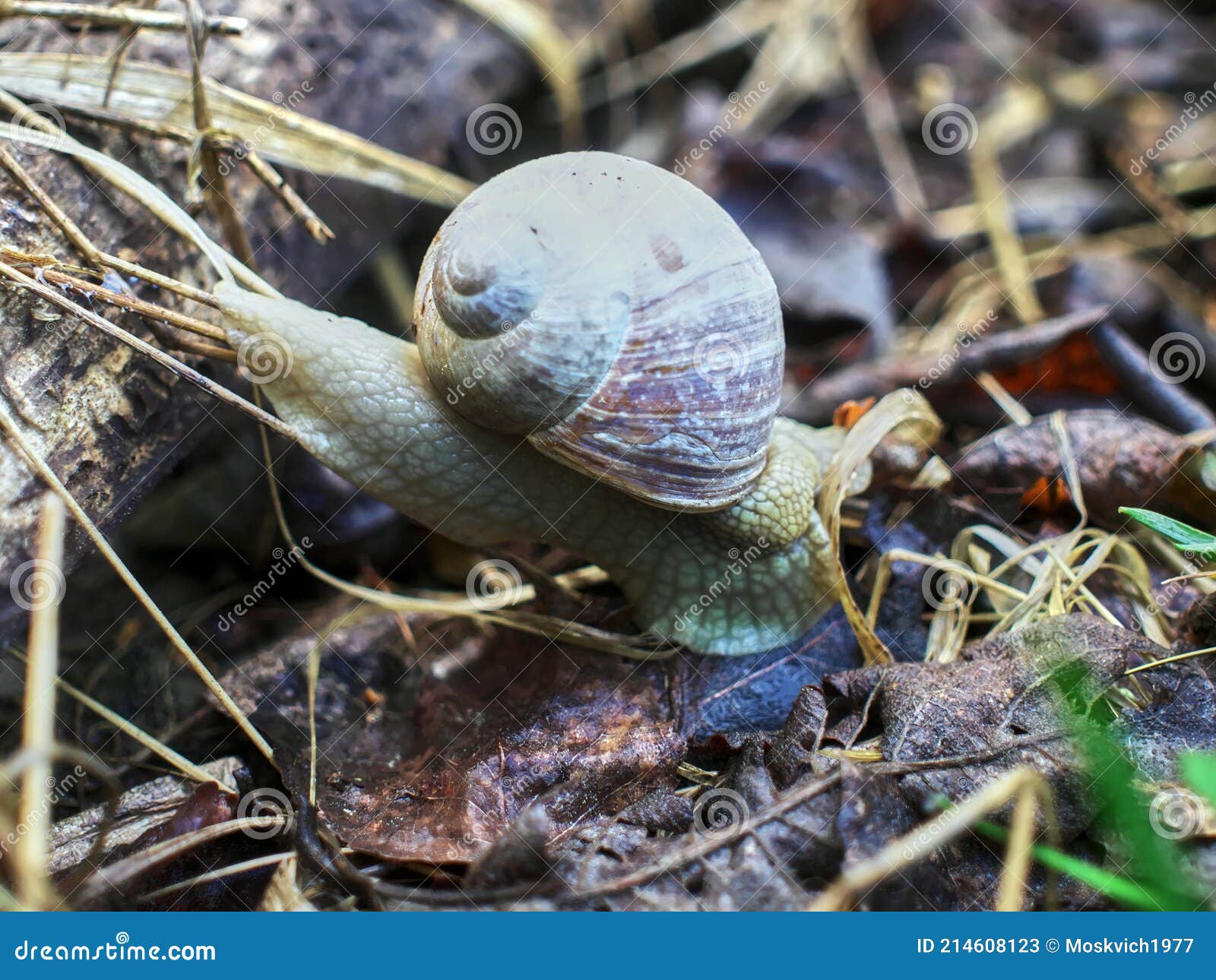 Large Snail in the Grass in Spring Stock Image - Image of water, russia ...
