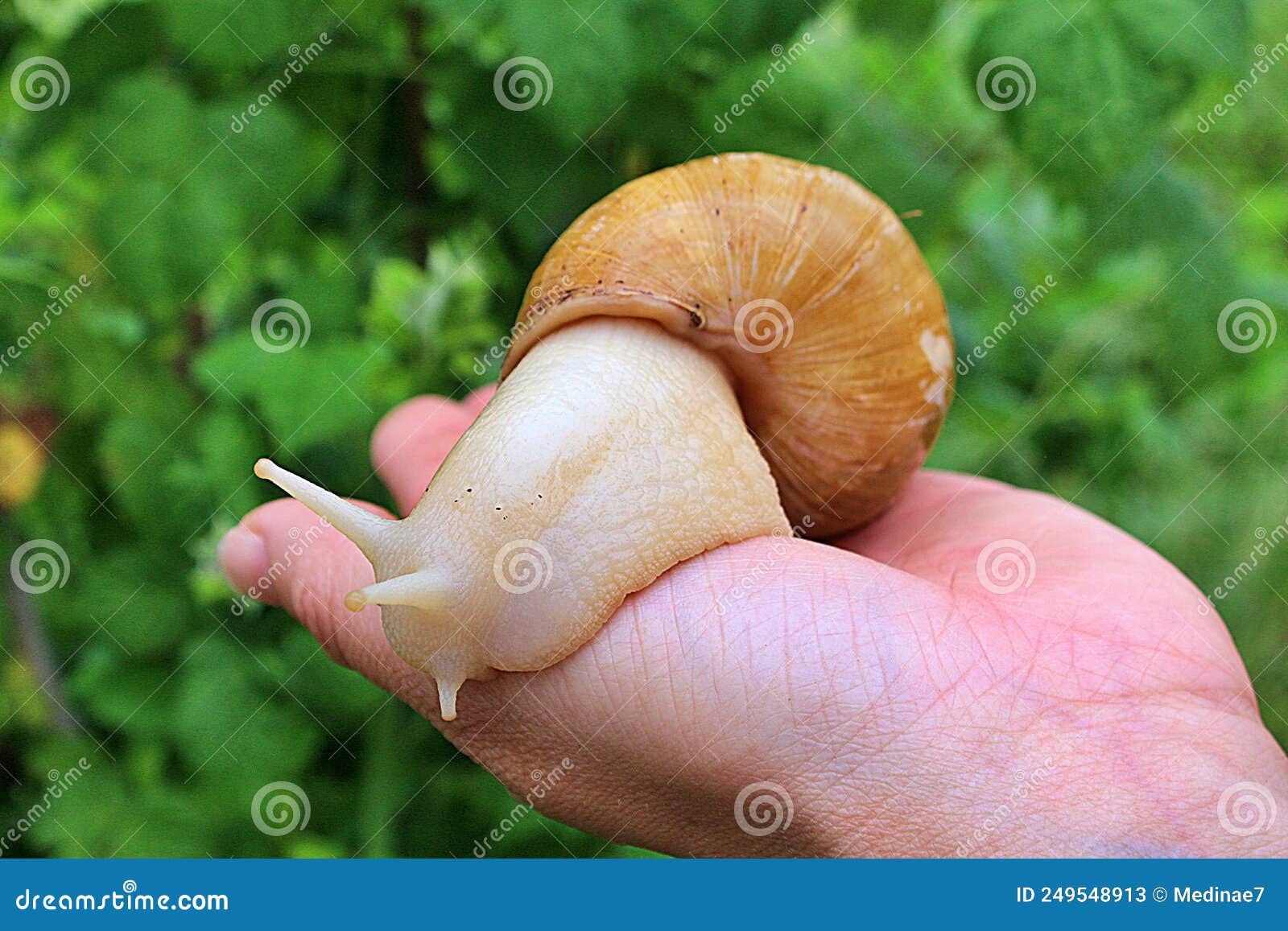 A Large Snail with Horns and a Shell on Its Arm Stock Image - Image of ...