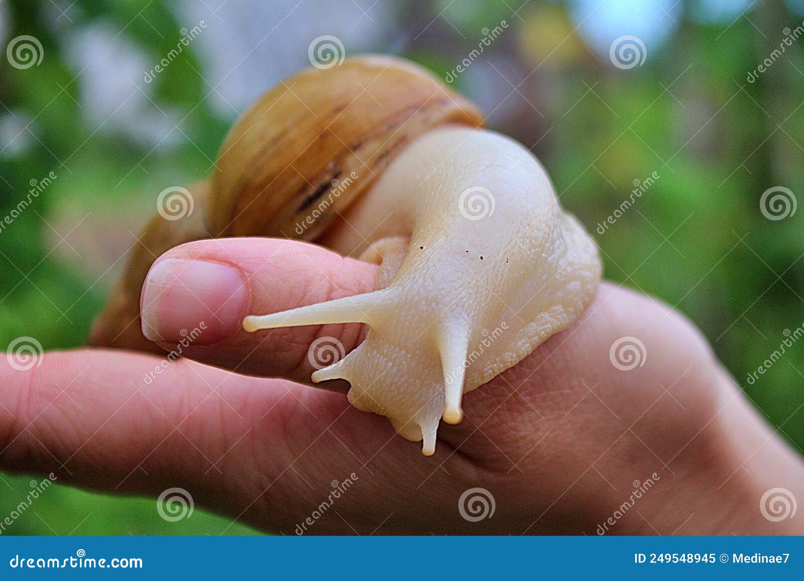 Muzzle of a Snail with Protruding Horns Close-up Stock Image - Image of ...