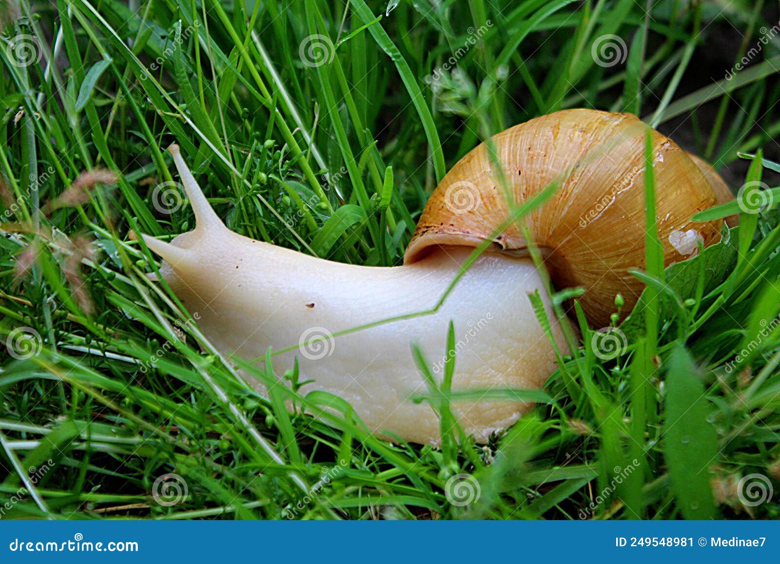A Large Snail with Protruding Horns and a Shell Stock Image - Image of ...