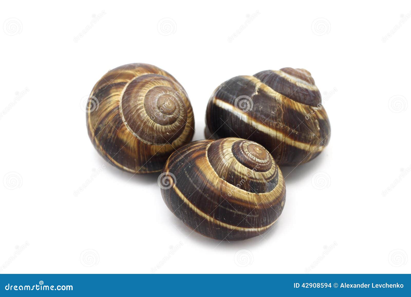 Large snail shell stock photo. Image of vine, slow, slippery - 42908594