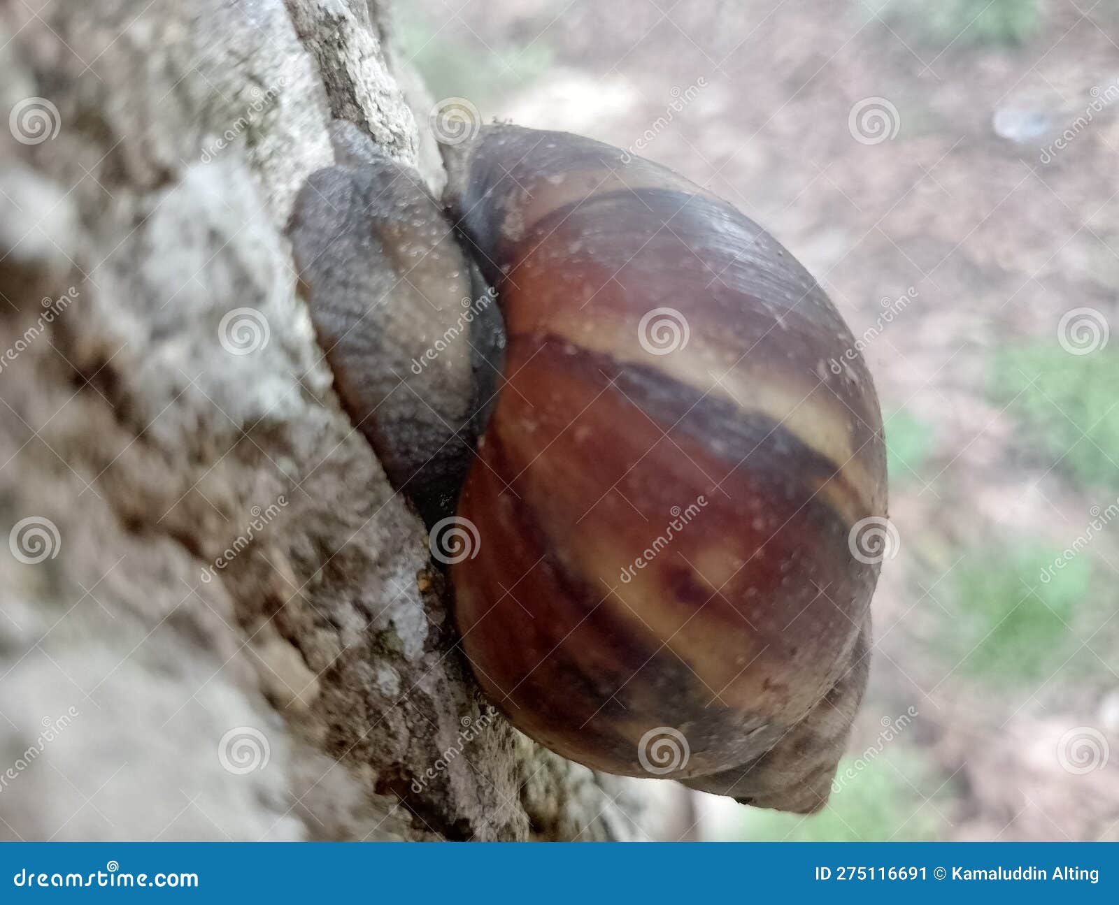 A Large Snail Standing Upright on a Tree Stock Image - Image of snail ...