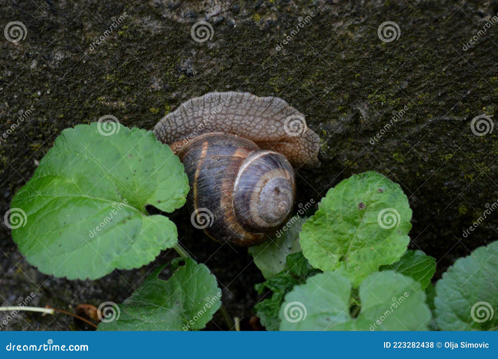 Large snail on the wall stock photo. Image of detail - 223282438
