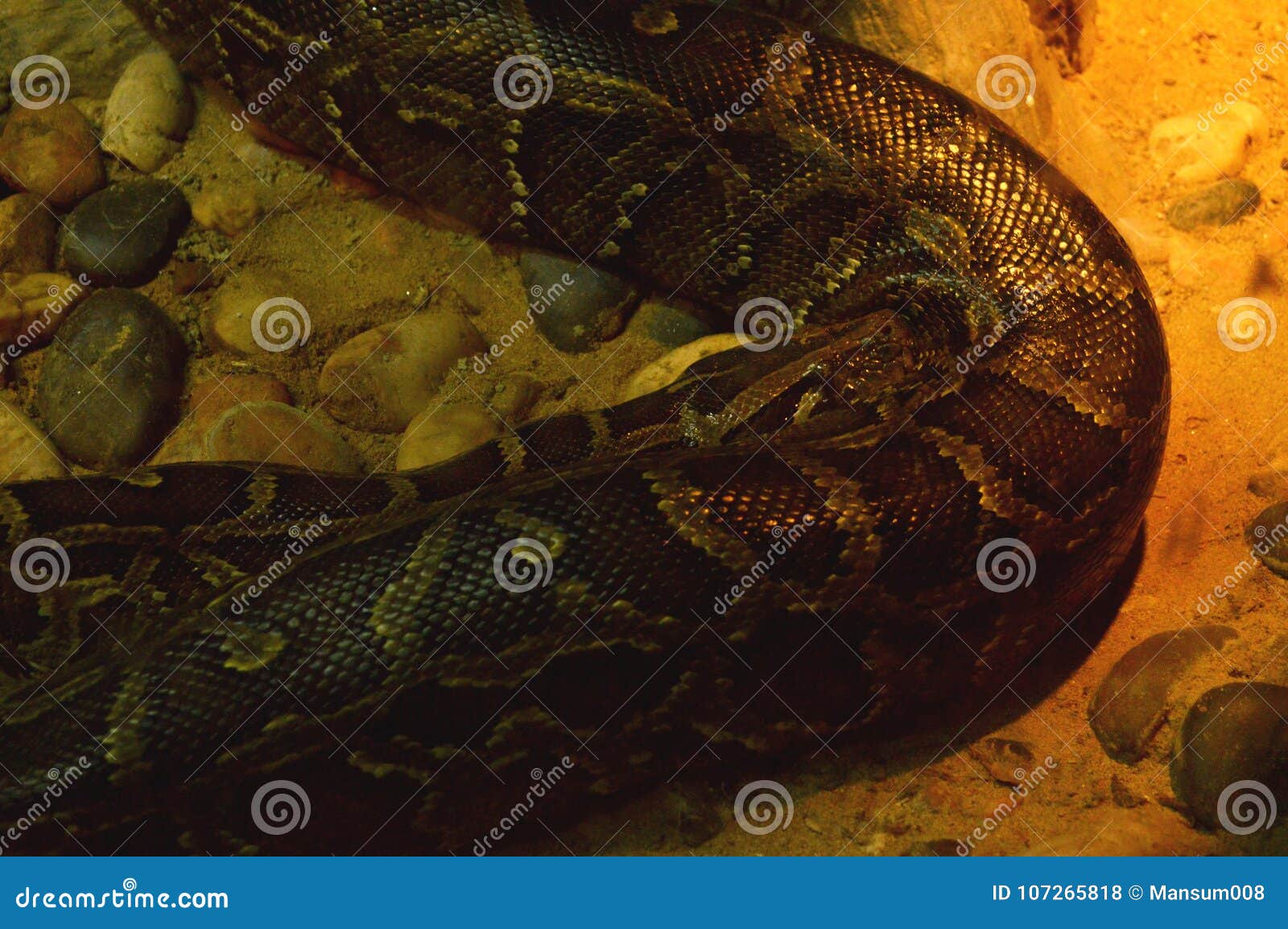 Large snake in the cage stock photo. Image of cage, people - 107265818