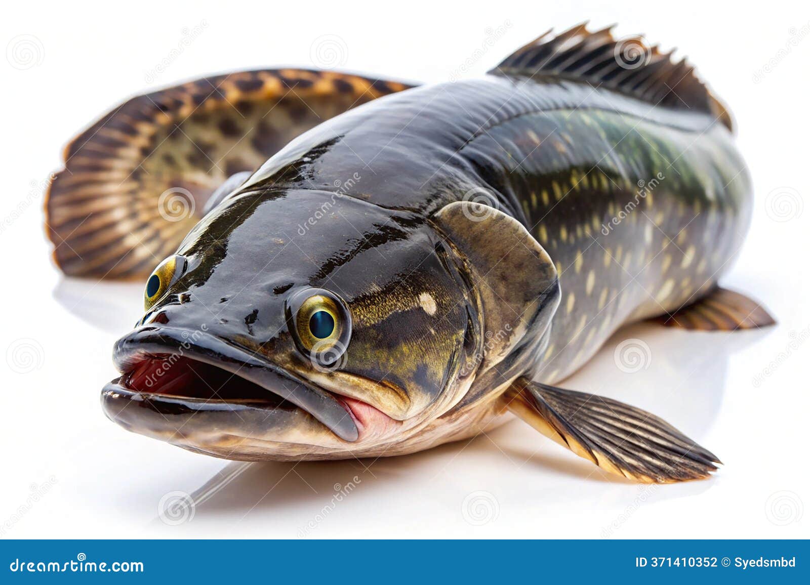 Fish Snakehead Lines Hipster Logo Design Vector Illustration ...