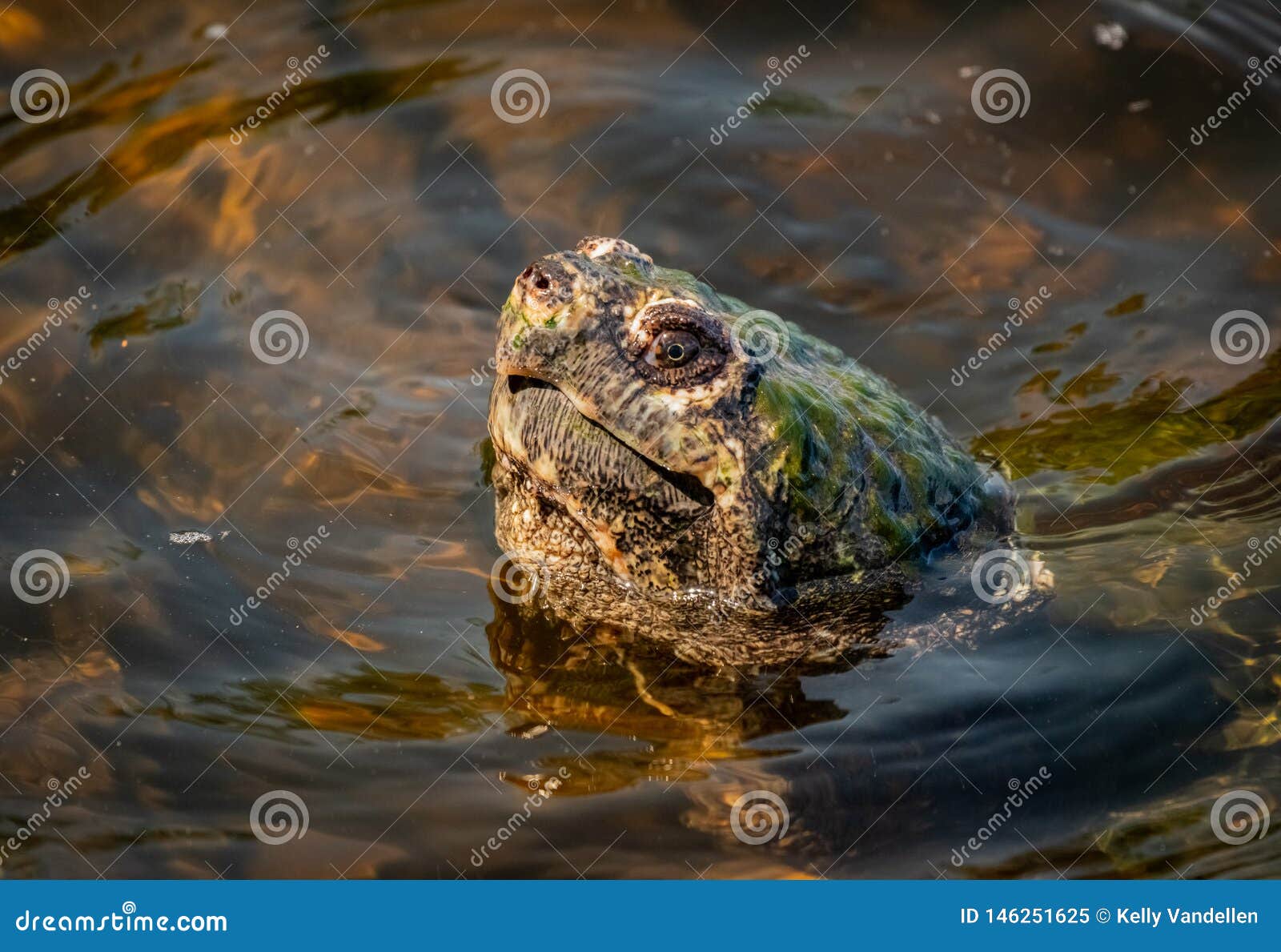 Large Snapping Turtle Comes Up for a View Stock Image - Image of nature ...