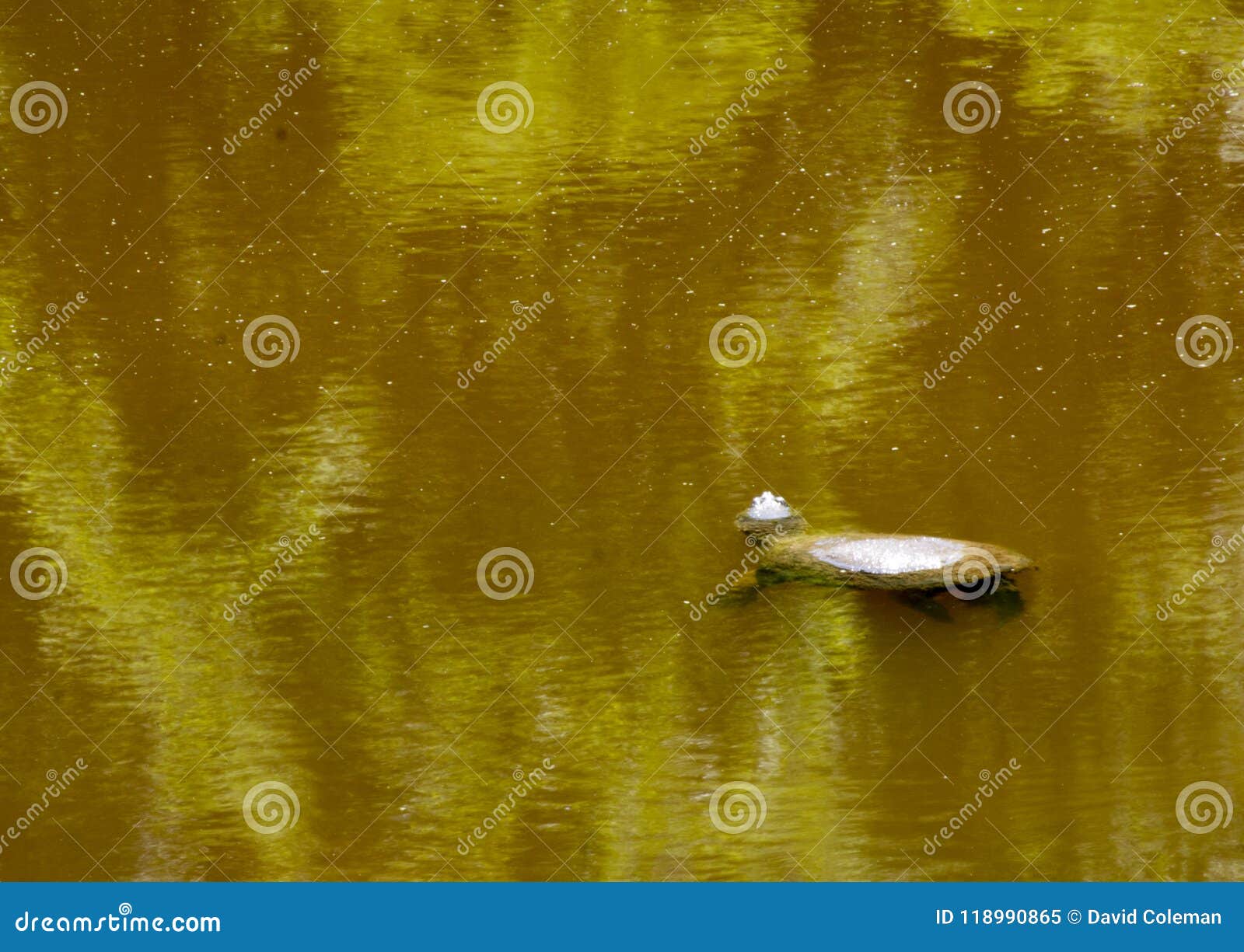 Snapping Turtle Floating in Pond Stock Image - Image of amphibians ...