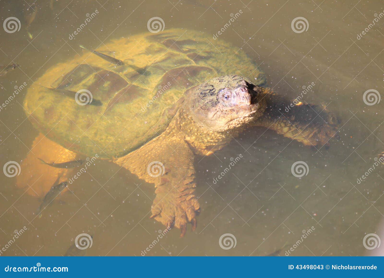 Large Snapping Turtle in Pond Stock Image - Image of snapping ...