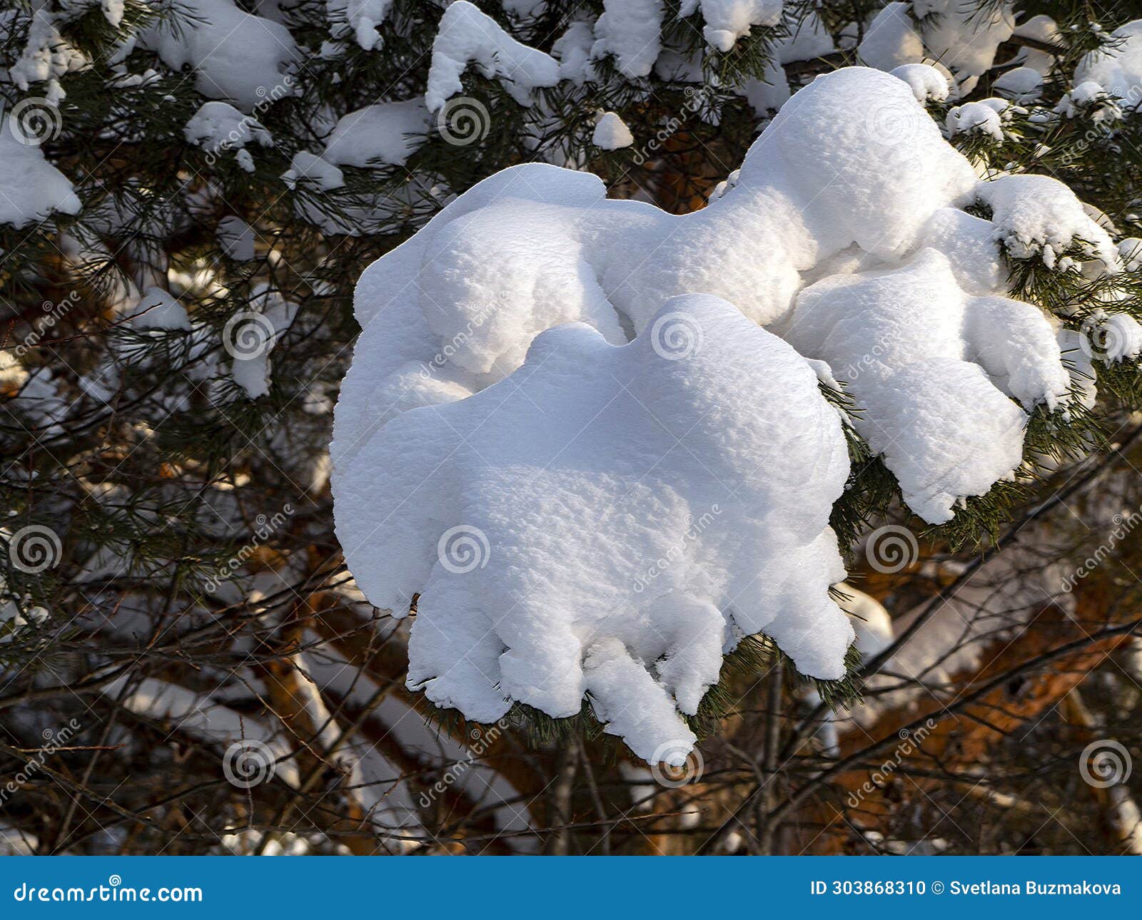 A Large Snowdrift Lies on the Branches of a Pine Tree. Close-up. Winter ...