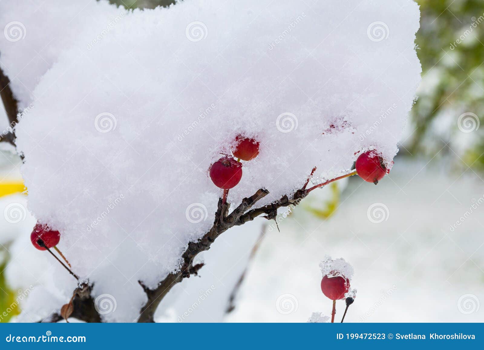 A Large Snowdrift Lies on a Fruit Tree with Small Apples Stock Image ...