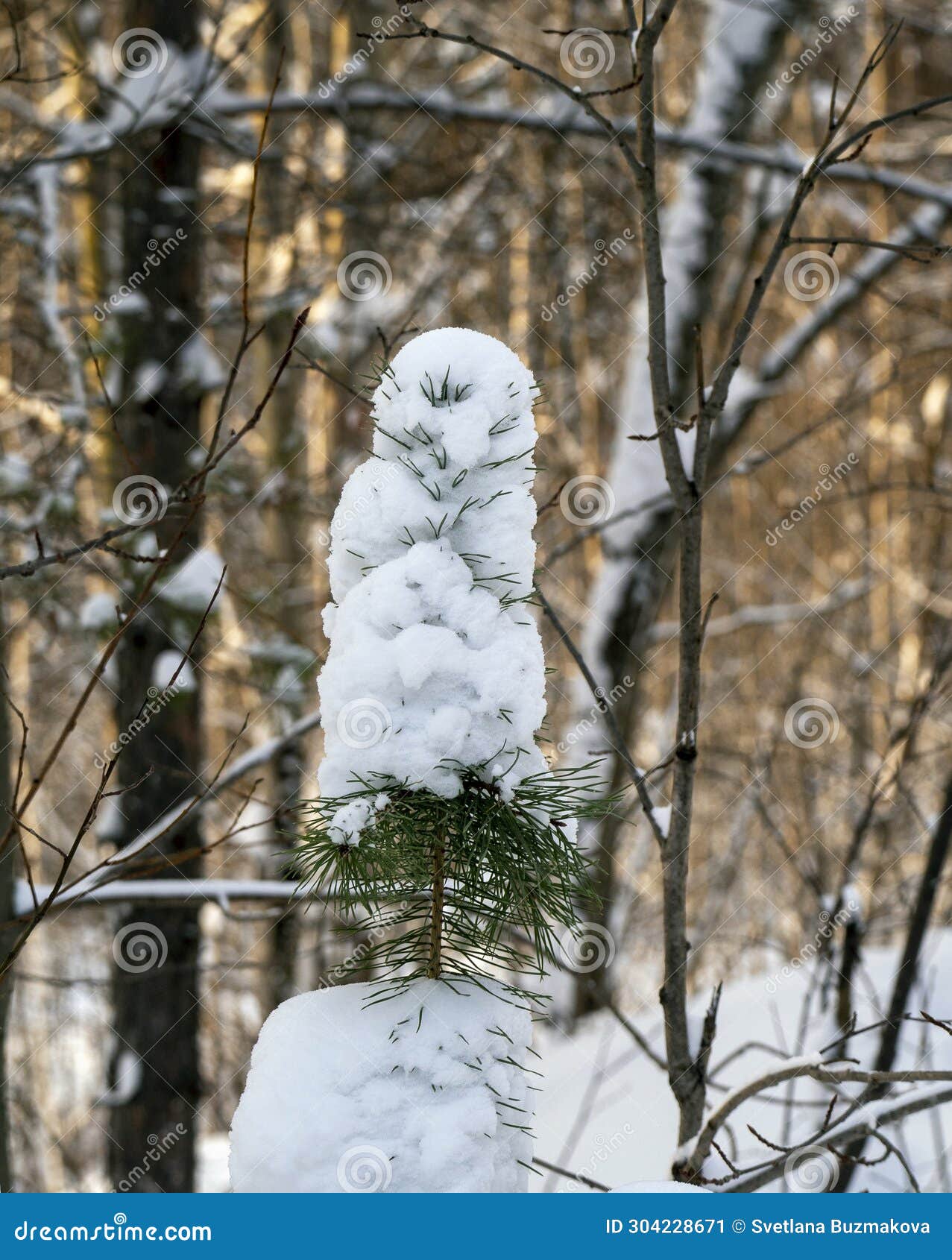 A Large Snowdrift on the Top of a Pine Tree. Close-up. the Sun ...