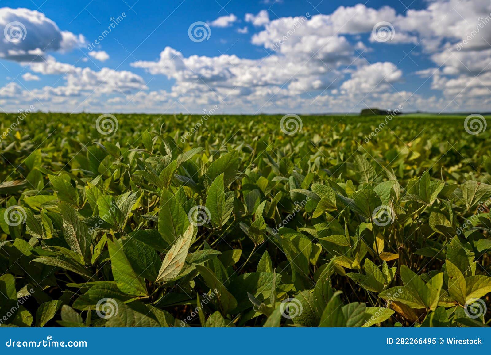 A Large Soybean Plantation in Brazil Stock Image - Image of landscape ...