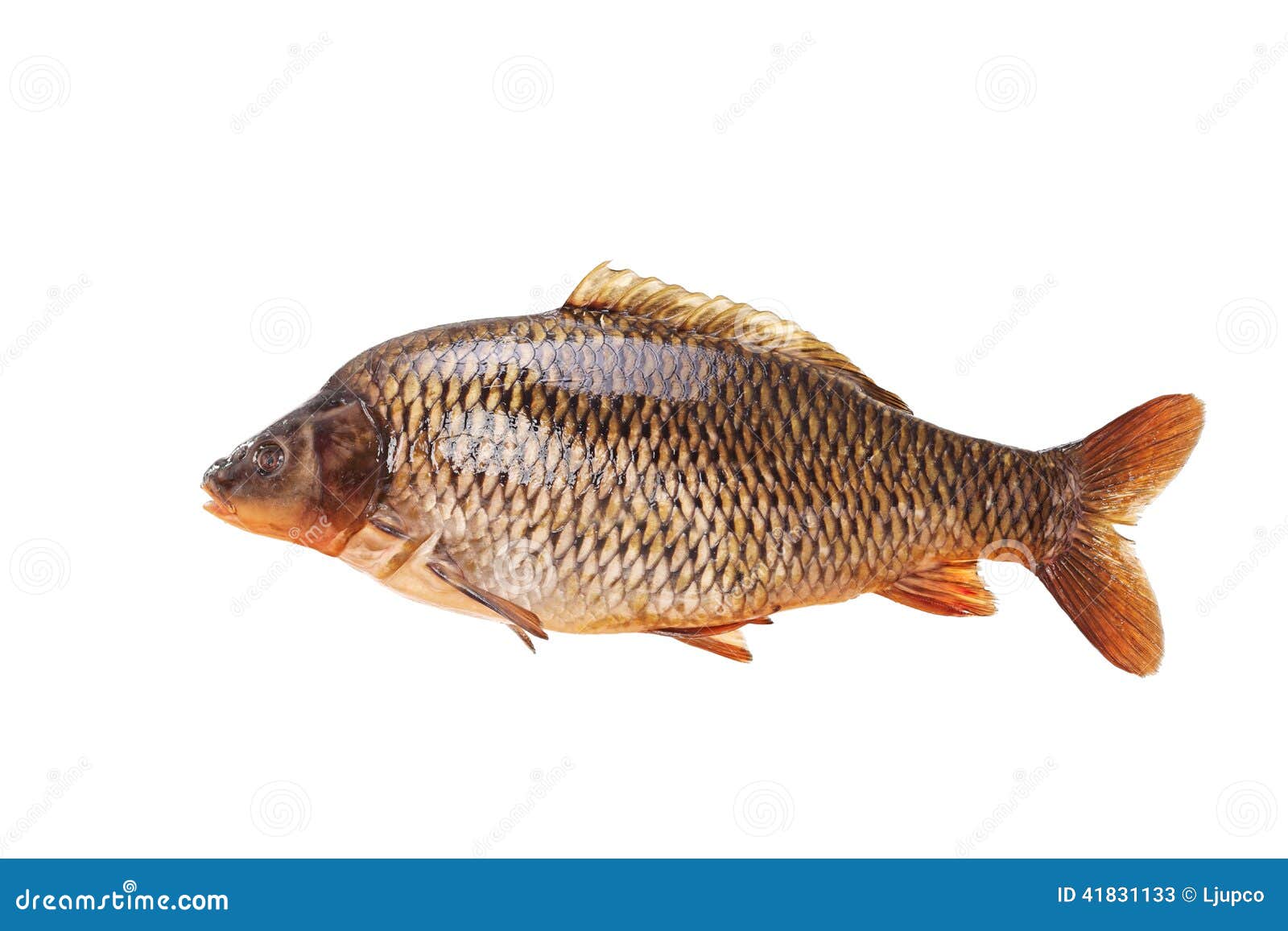 Large Specimen of Raw Common Carp Stock Image - Image of skin, common ...