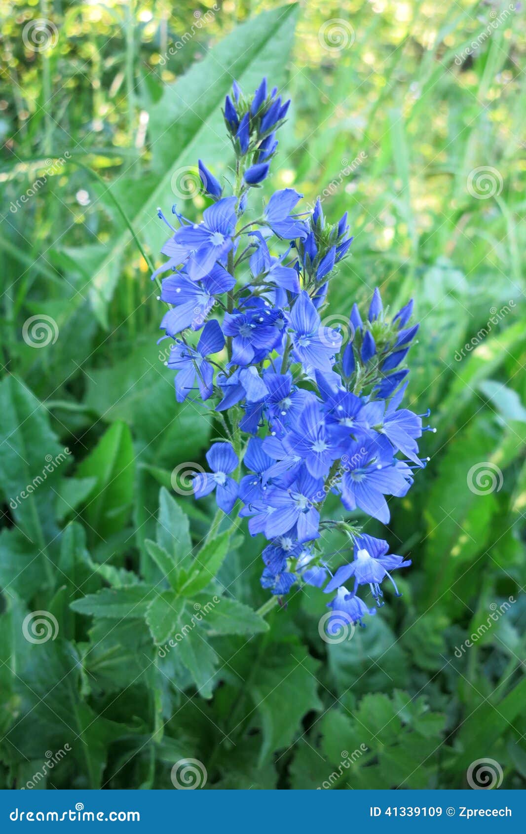Large Speedwell (Veronica Teucrium) Stock Image - Image of herbaceous ...