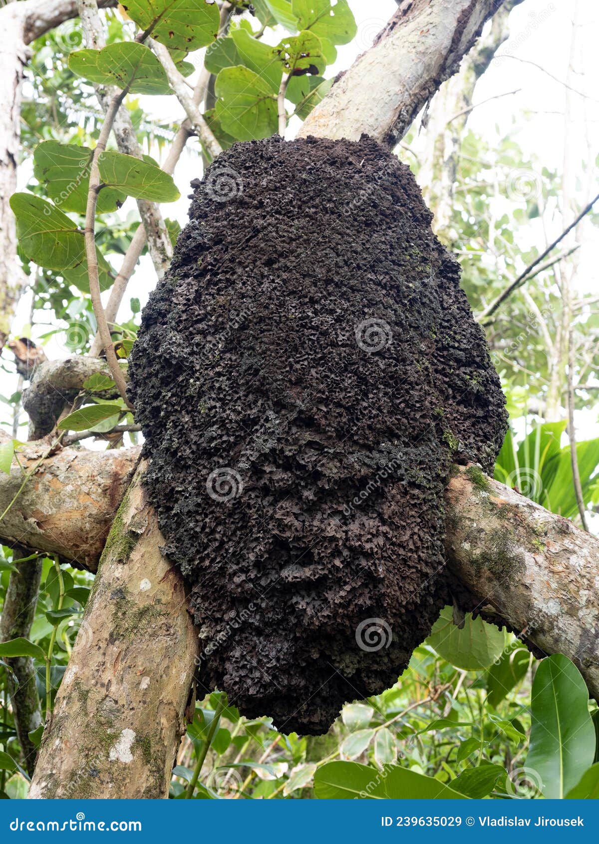 Large Spherical Nest of Tropical Tree Ants. Costa Rica Stock Image ...