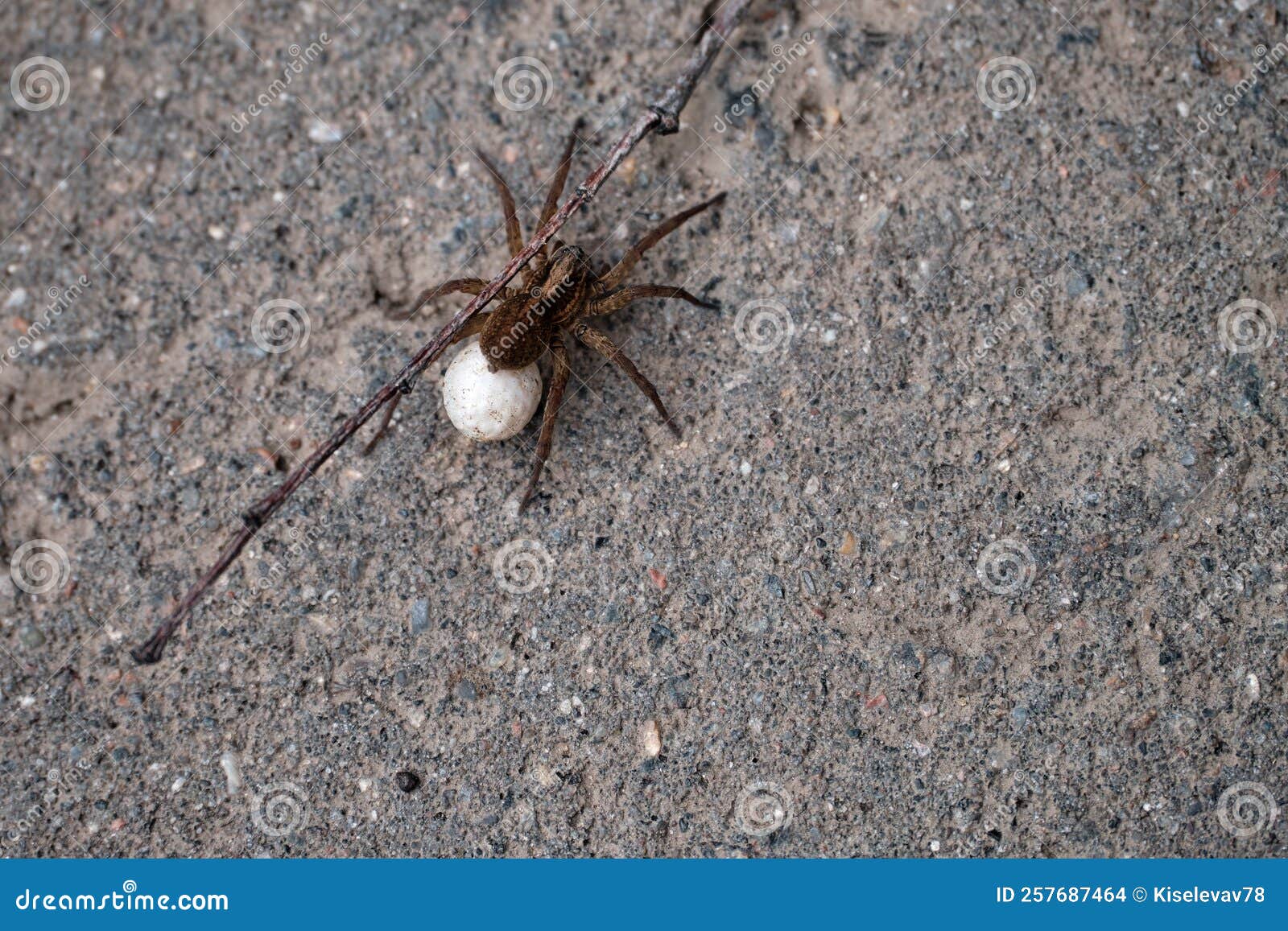 Large Spider on the Background of an Asphalt Road. Close-up Stock Photo ...