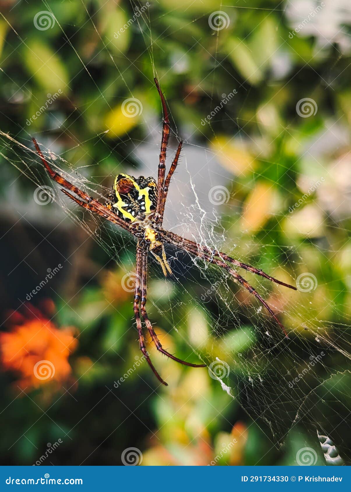 A Large Spider with a Beautiful Yellow Pattern Stock Photo - Image of ...