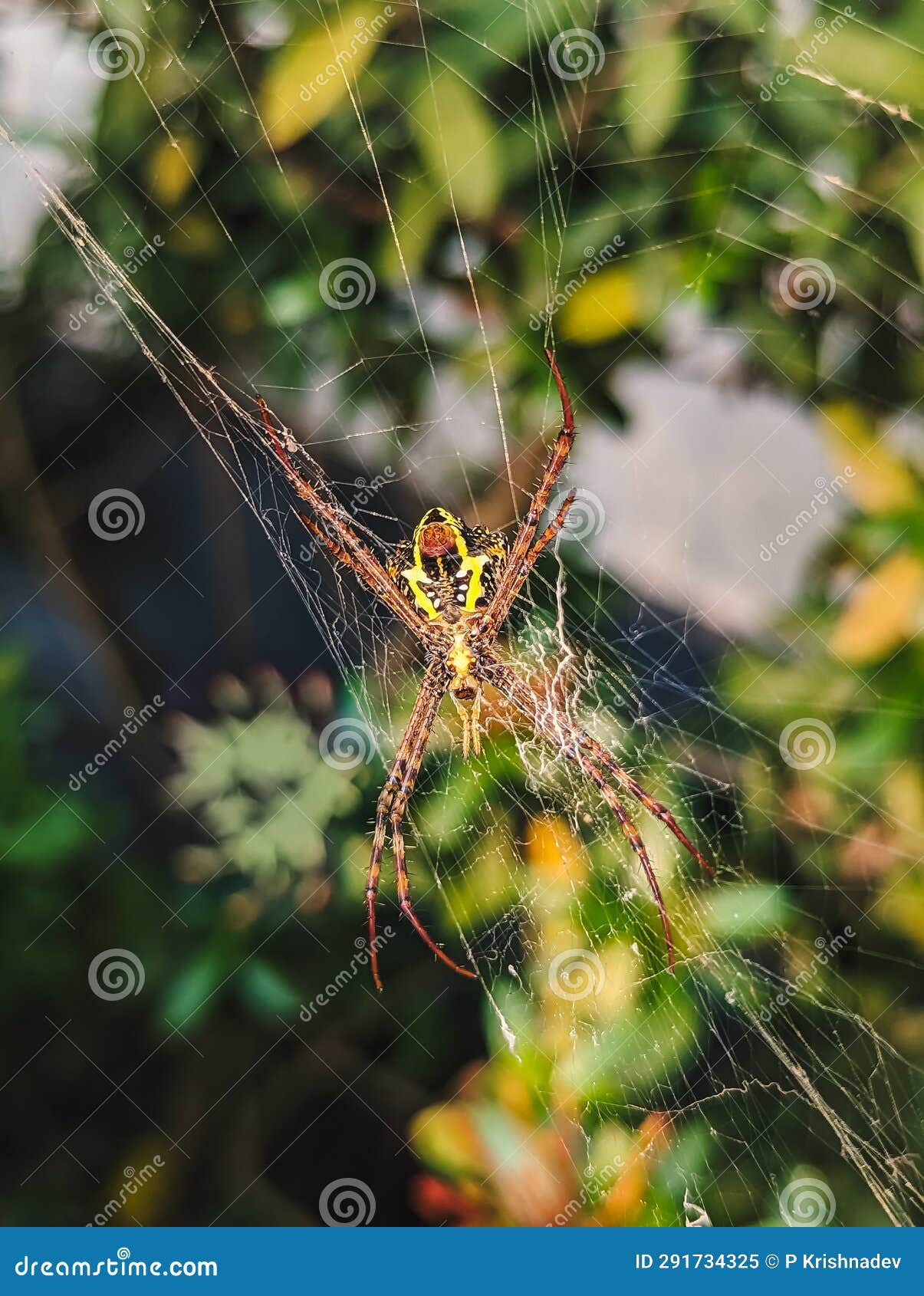 A Large Spider with a Beautiful Yellow Pattern Stock Image - Image of ...