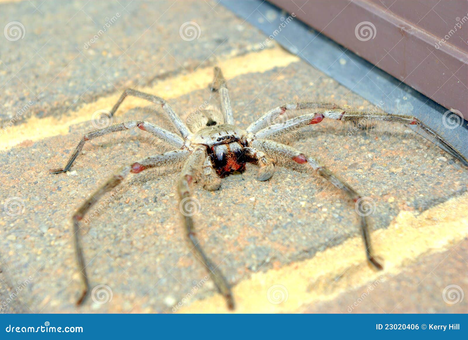 Large spider on bricks stock photo. Image of bricks, arachnid - 23020406