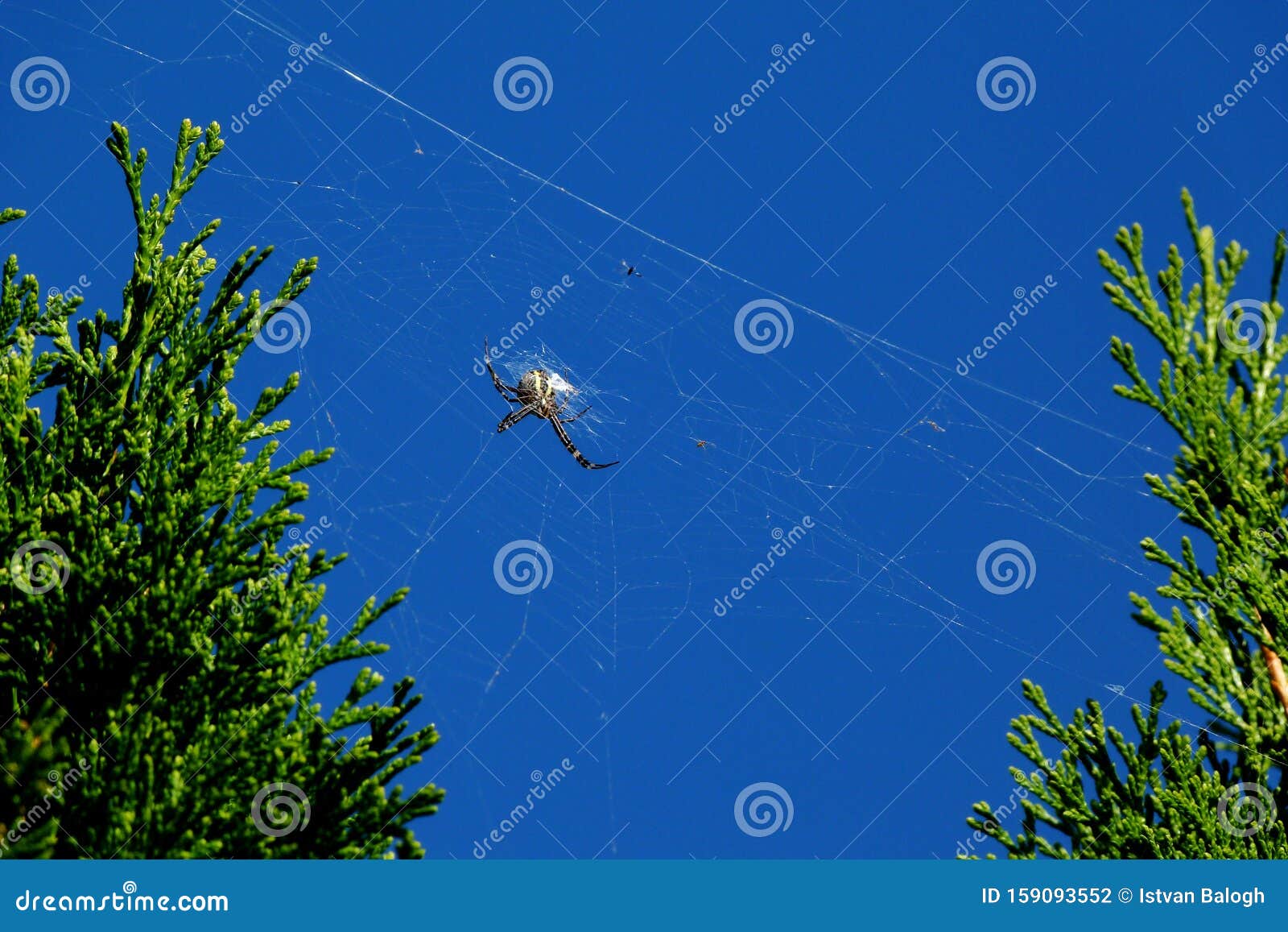 Large Spider Building a Web To Catch Prey. Fly Caught in the Web. Stock ...