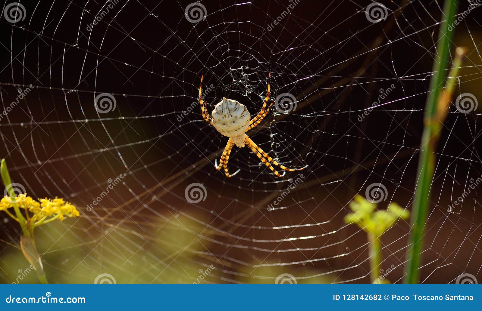 Large Spider On The Cobweb Royalty-Free Stock Image | CartoonDealer.com ...