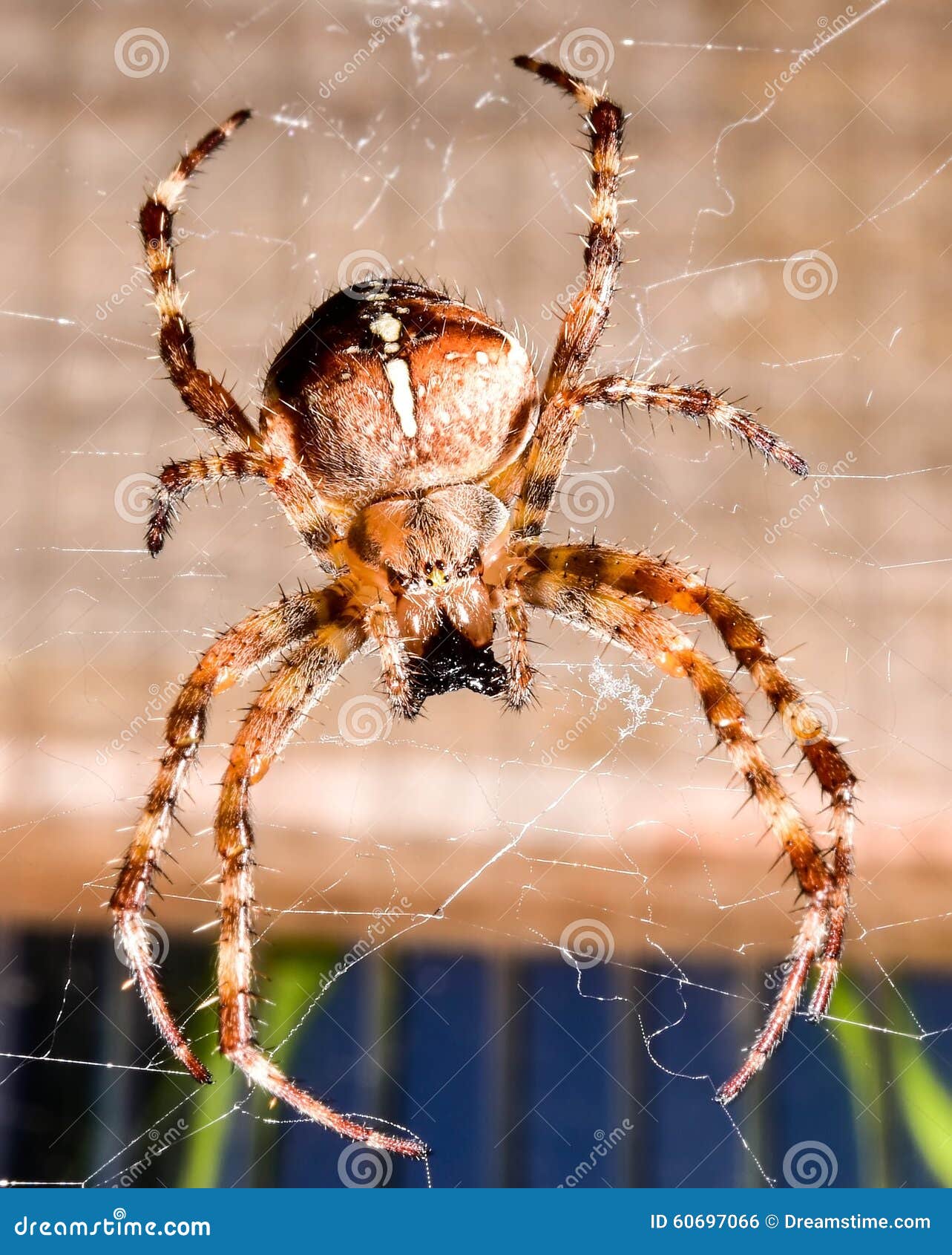 Large Spider Hanging on Its Web Stock Photo - Image of hunter, hanging ...