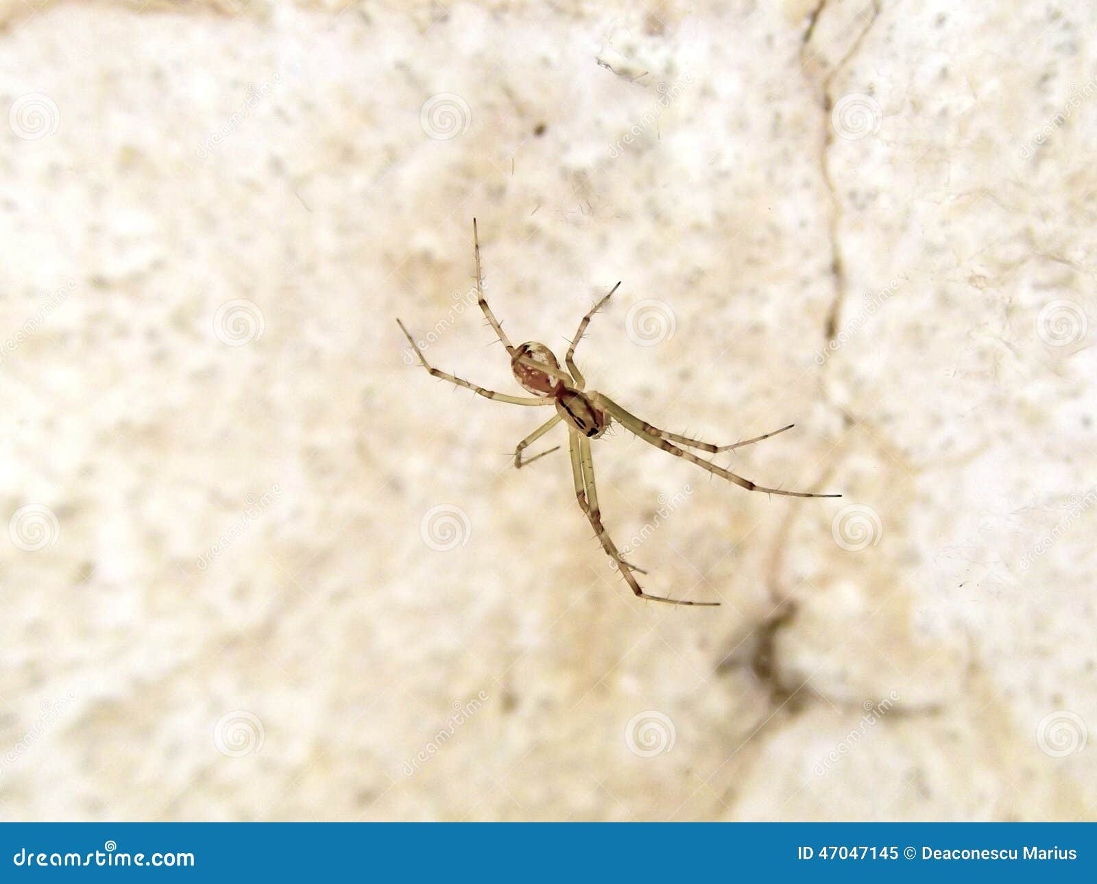 Large spider hanging stock image. Image of crosses, hanging - 47047145