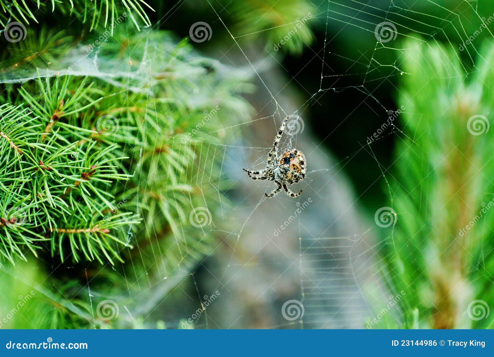 Large spider on his web stock photo. Image of crawly - 23144986