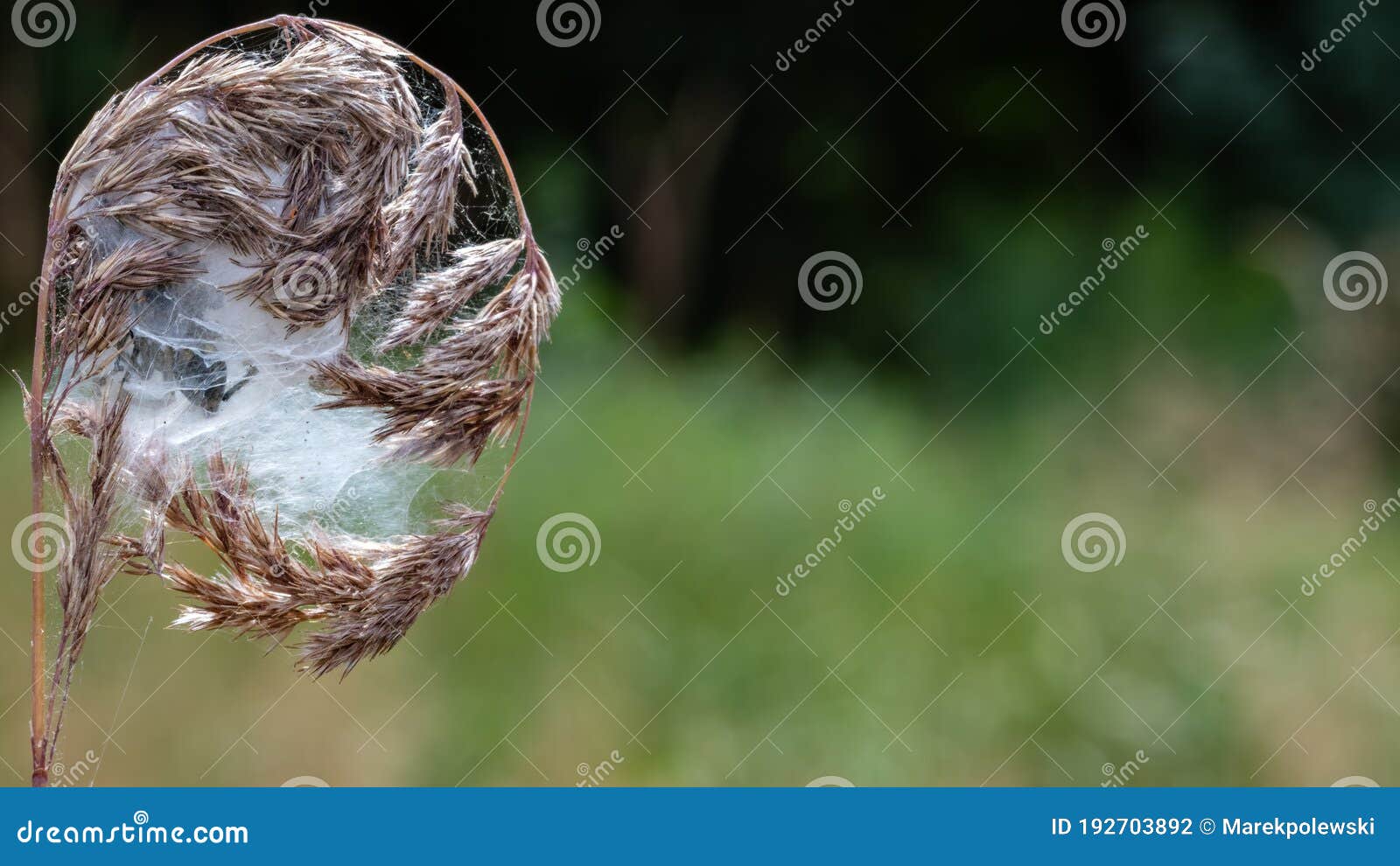 Spider Cocoon in Ear of Grass Stock Photo - Image of head, color: 192703892