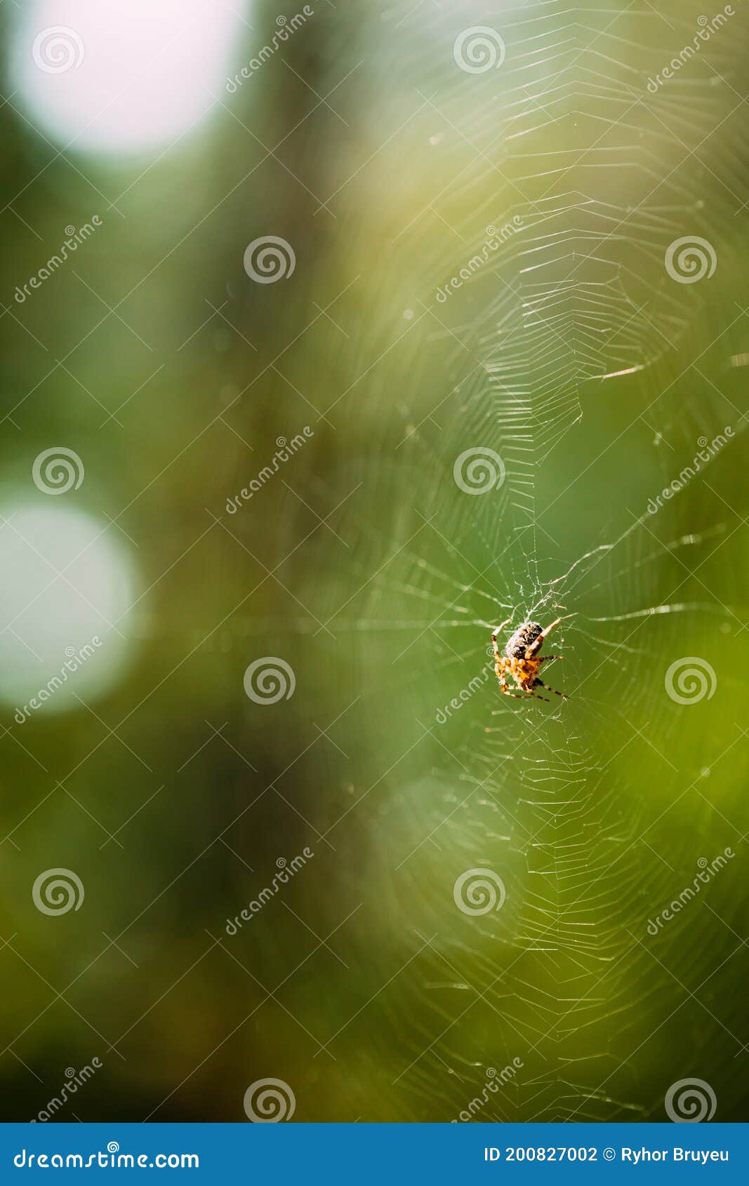 Large Spider Inside Woven Web in Forest Stock Photo - Image of woven ...