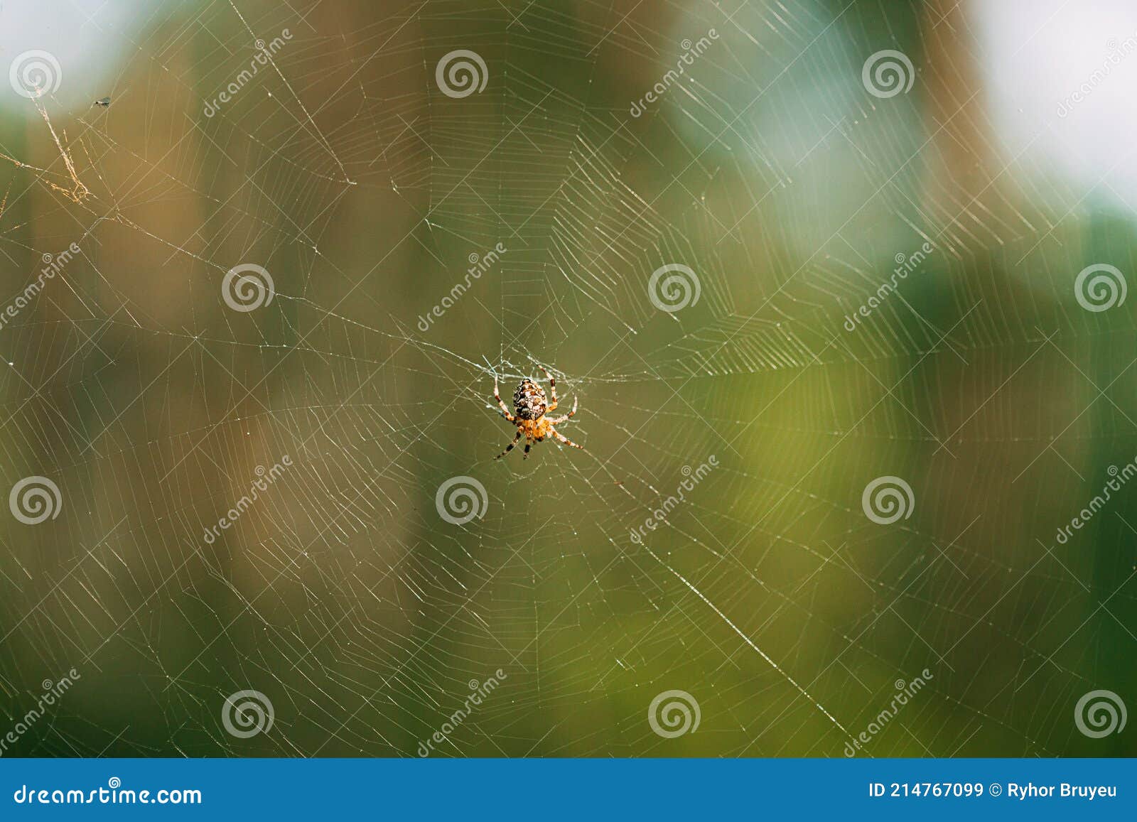 Large Spider Inside Woven Web in Forest Stock Image - Image of park ...