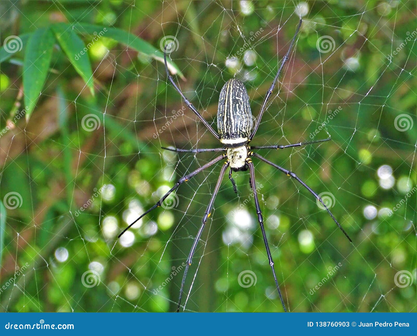 Large Spider in Its Spider Web Stock Image - Image of giant, impressive ...