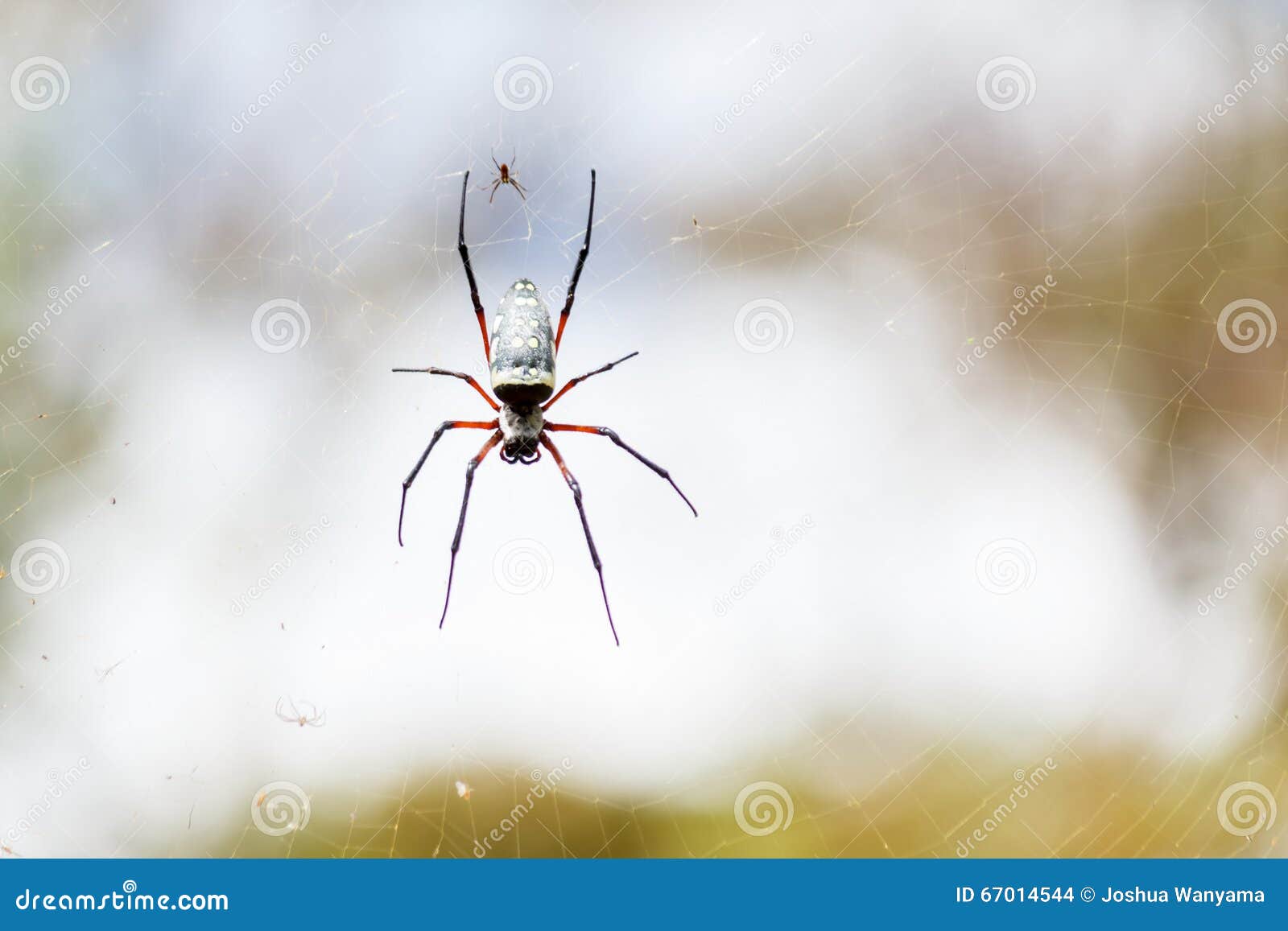 A Large Spider On A Web In A Foggy Pine Forest. Royalty-Free Stock ...