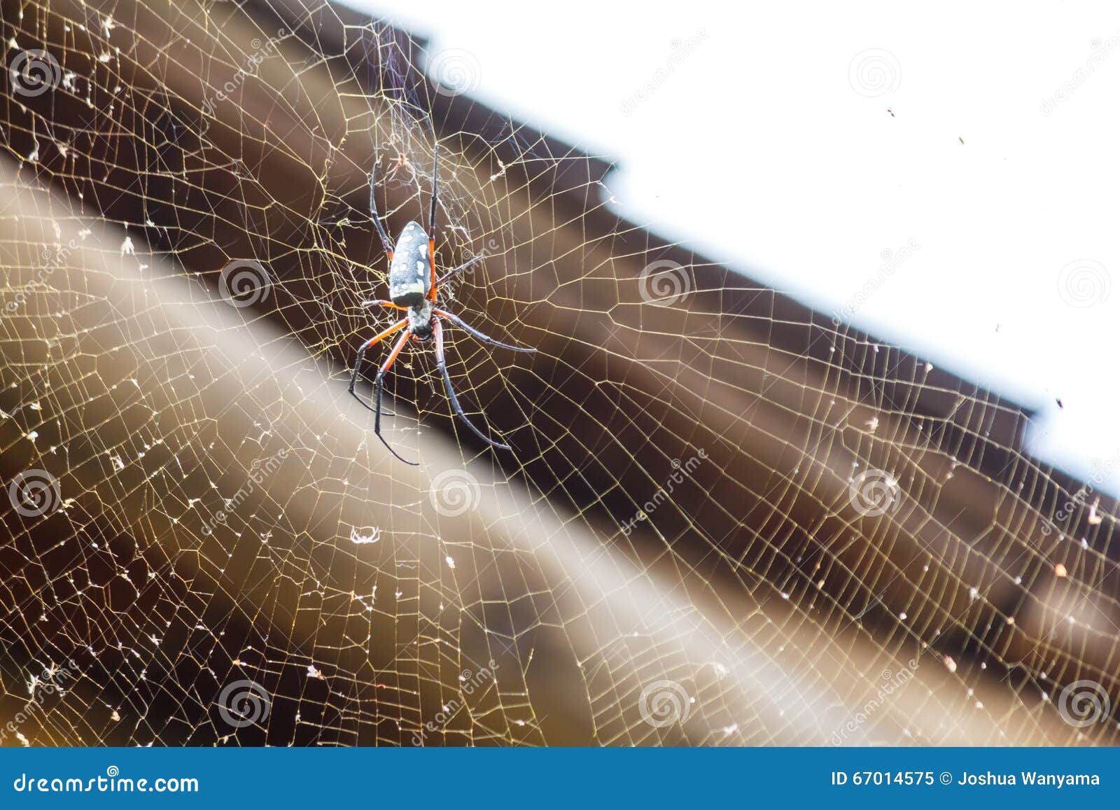 Large Spider On The Cobweb Royalty-Free Stock Image | CartoonDealer.com ...