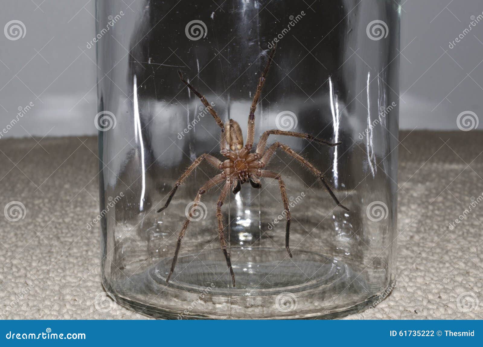 Spider Web With Trapped Insects Royalty-Free Stock Photo ...