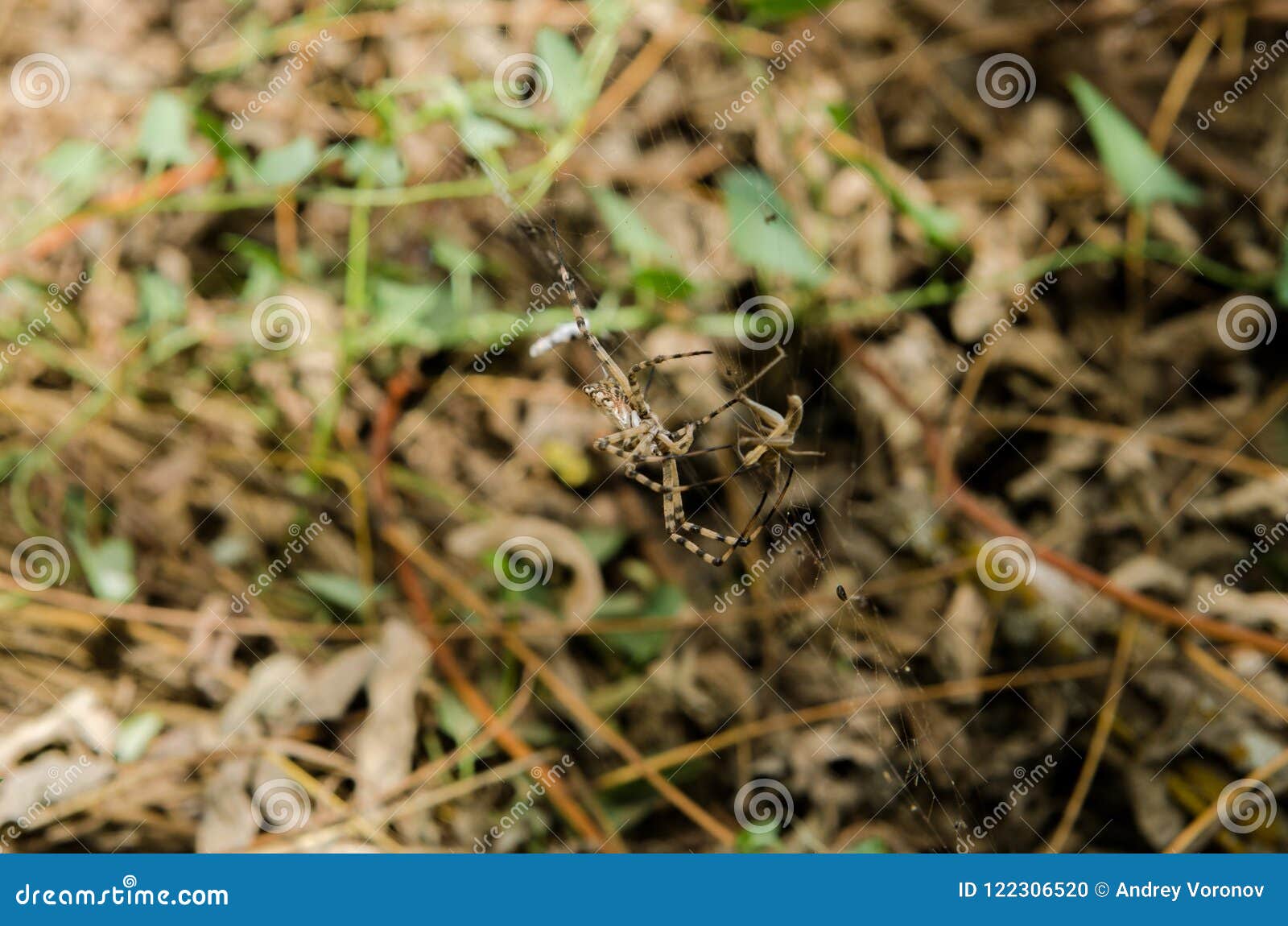 Large Spider with Long Legs Caught a Grasshopper Stock Photo - Image of ...